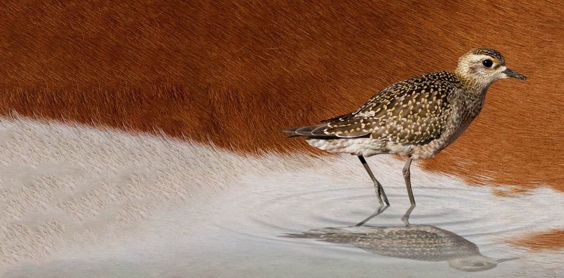 Flag | Global sustainability agency